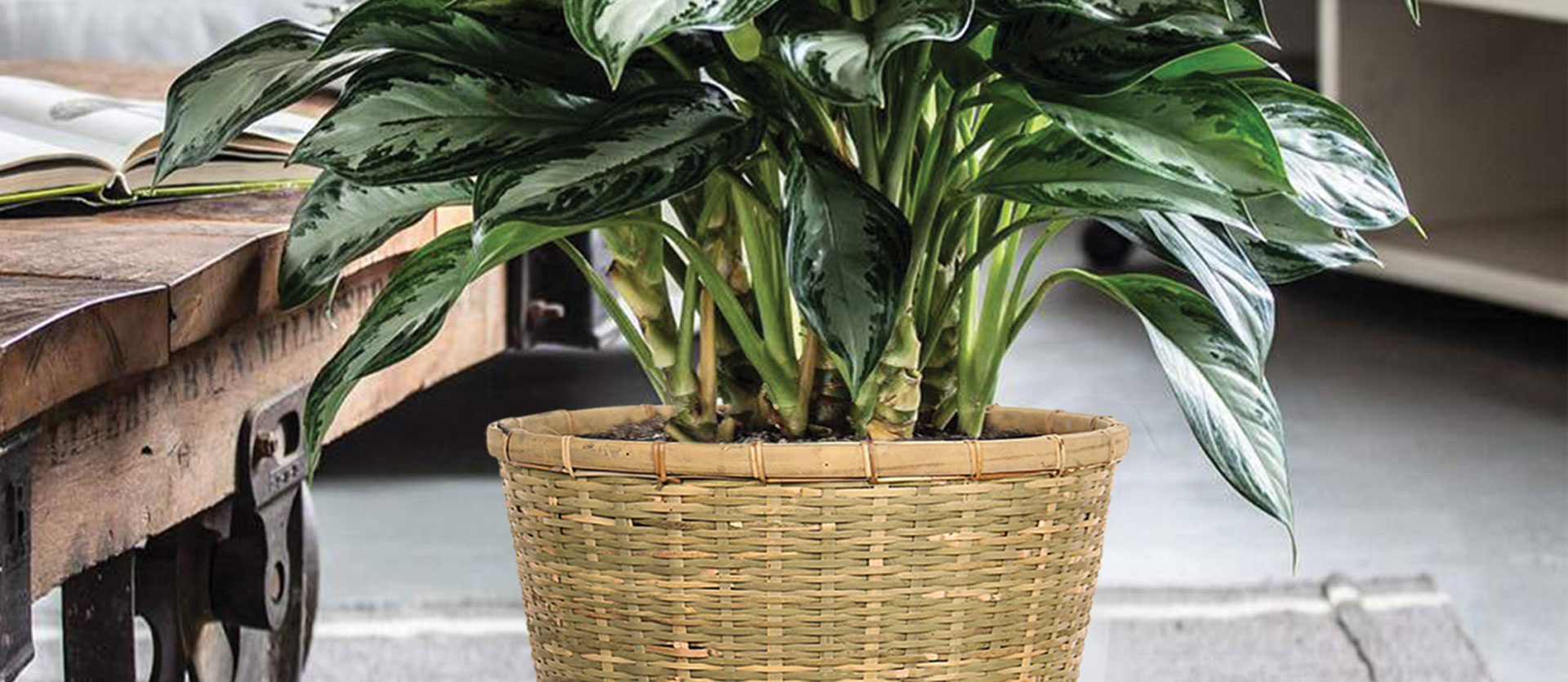 Anco VietNam - Planter, Furniture, Accessories, Pottery.