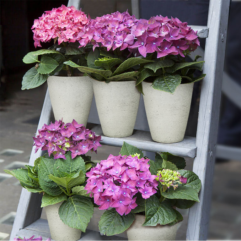 Anco VietNam - Planter, Furniture, Accessories, Pottery.