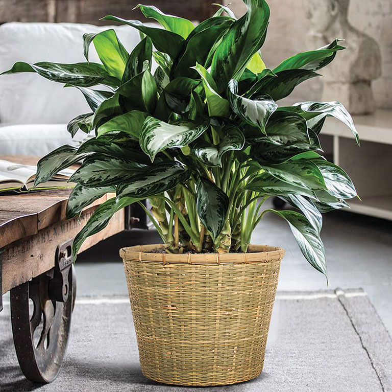 Anco VietNam - Planter, Furniture, Accessories, Pottery.